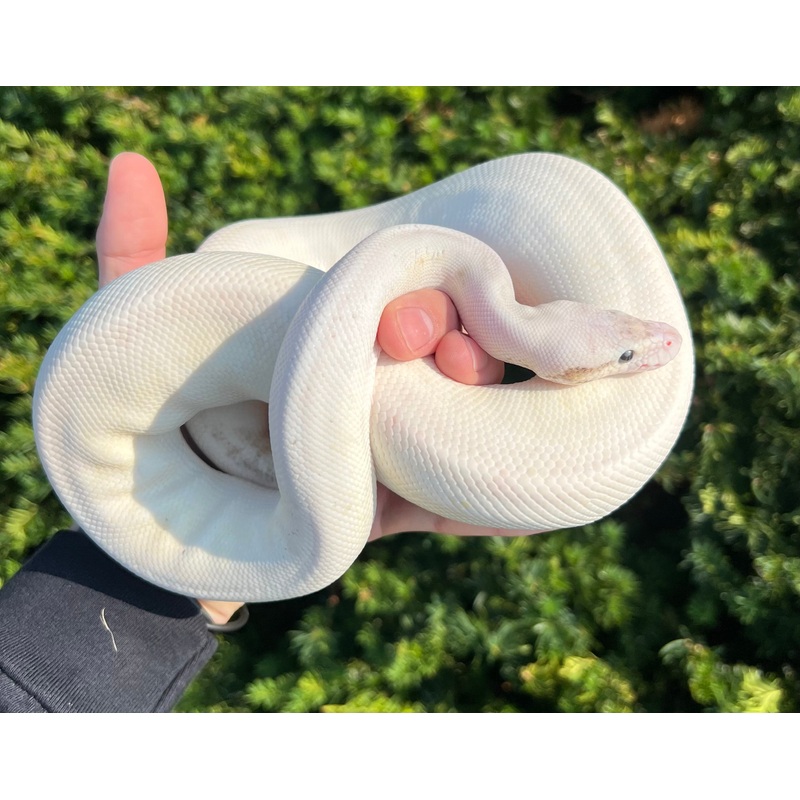 Adult Black Pastel Cinnamon Fire Highway Ball Python (Male) | Reptile ...